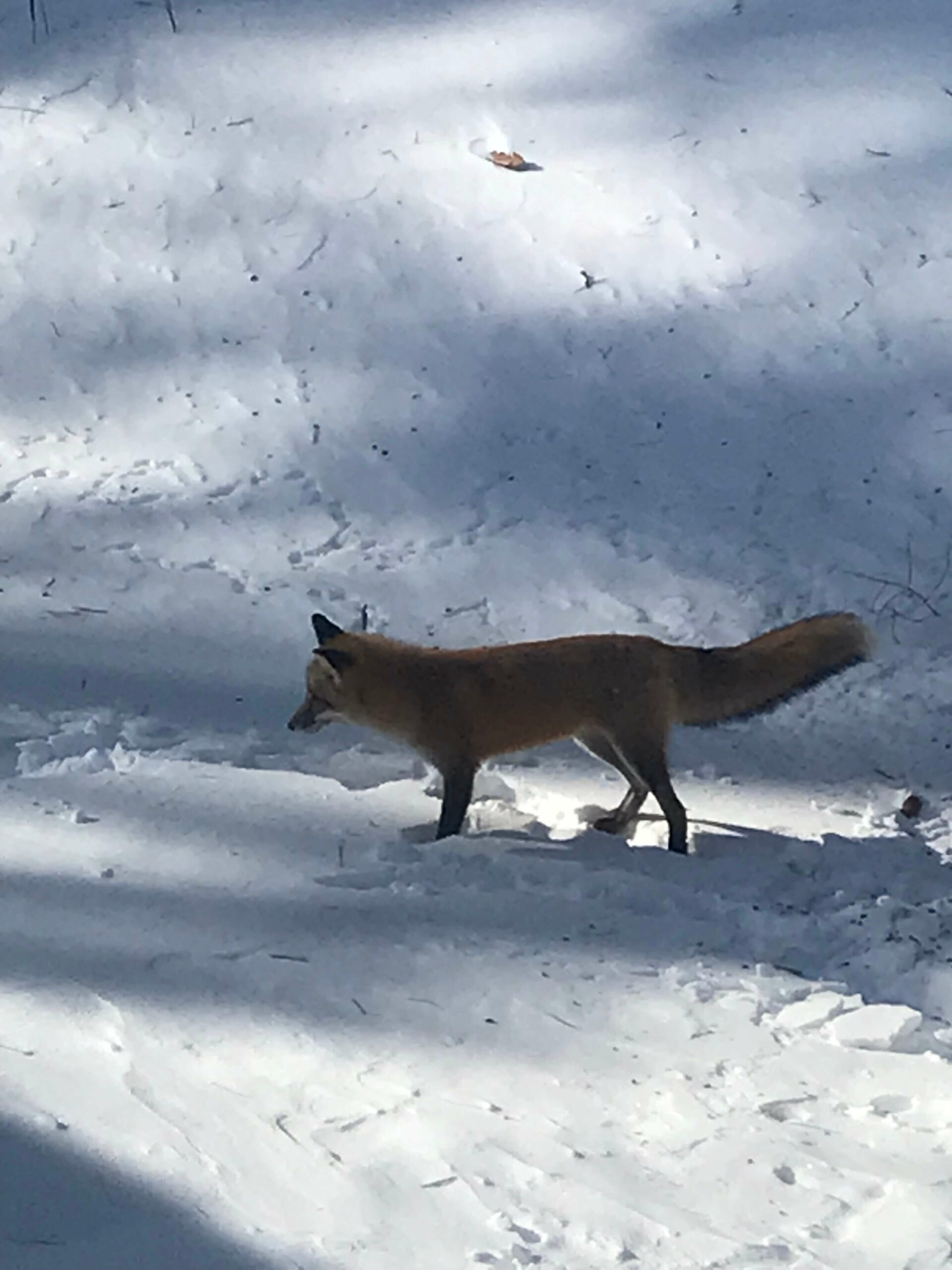 Fish and Wildlife • LOPA - Lake Onota Preservation Association